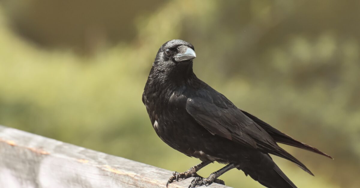 Quelle est la différence entre un corbeau et une corneille ? - Bouillon ...
